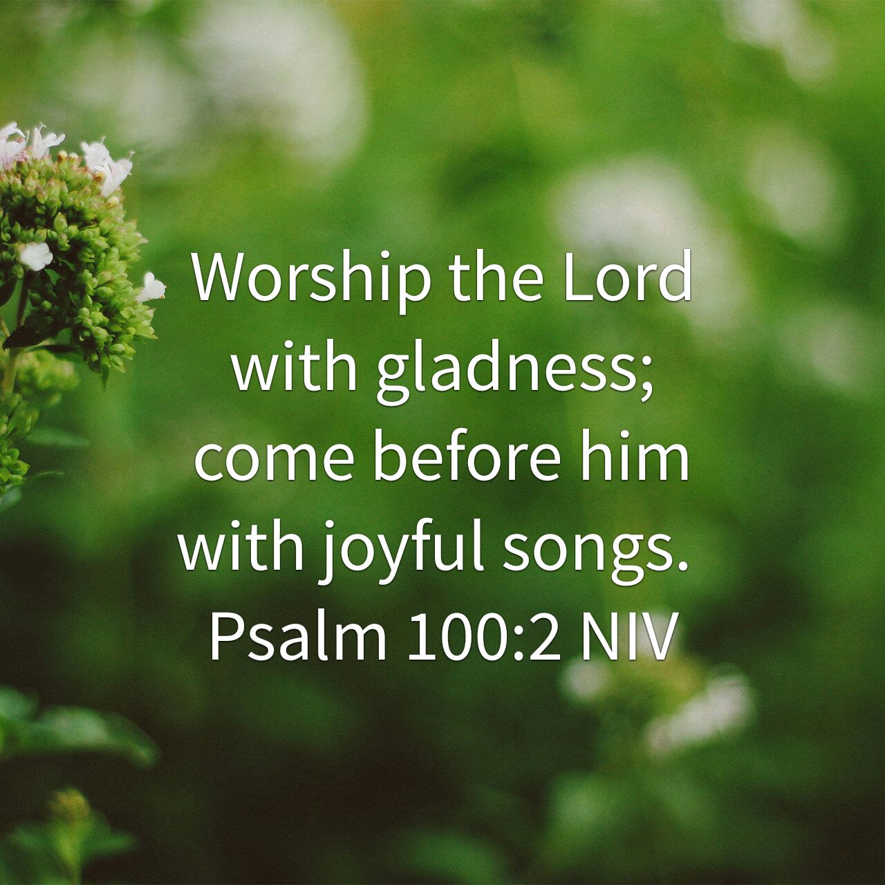 First Fruits Of The Day Psalm 100 2 Gladness