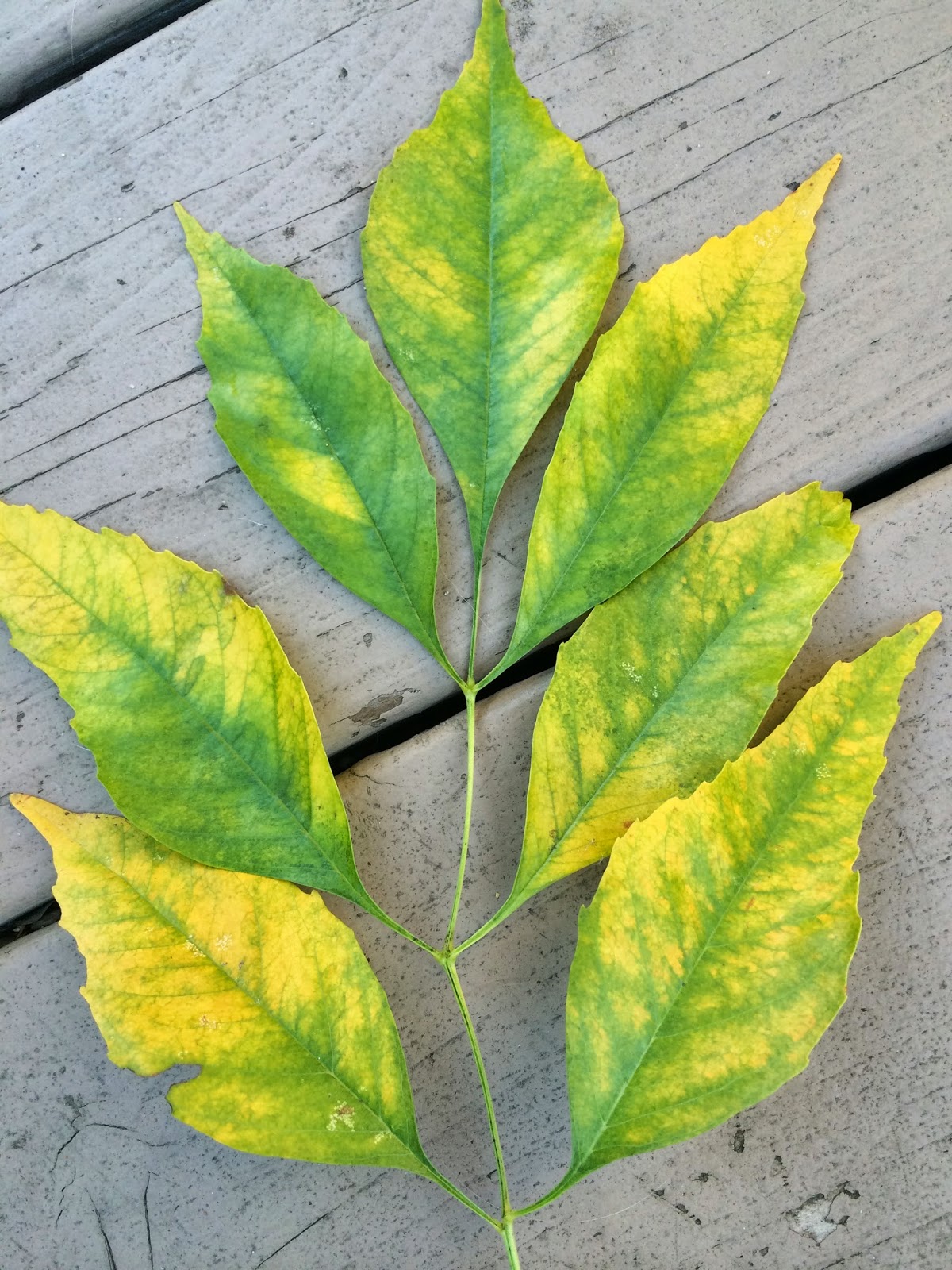 Trees of Santa Cruz County: Fraxinus velutina 'Modesto' - Modesto Ash