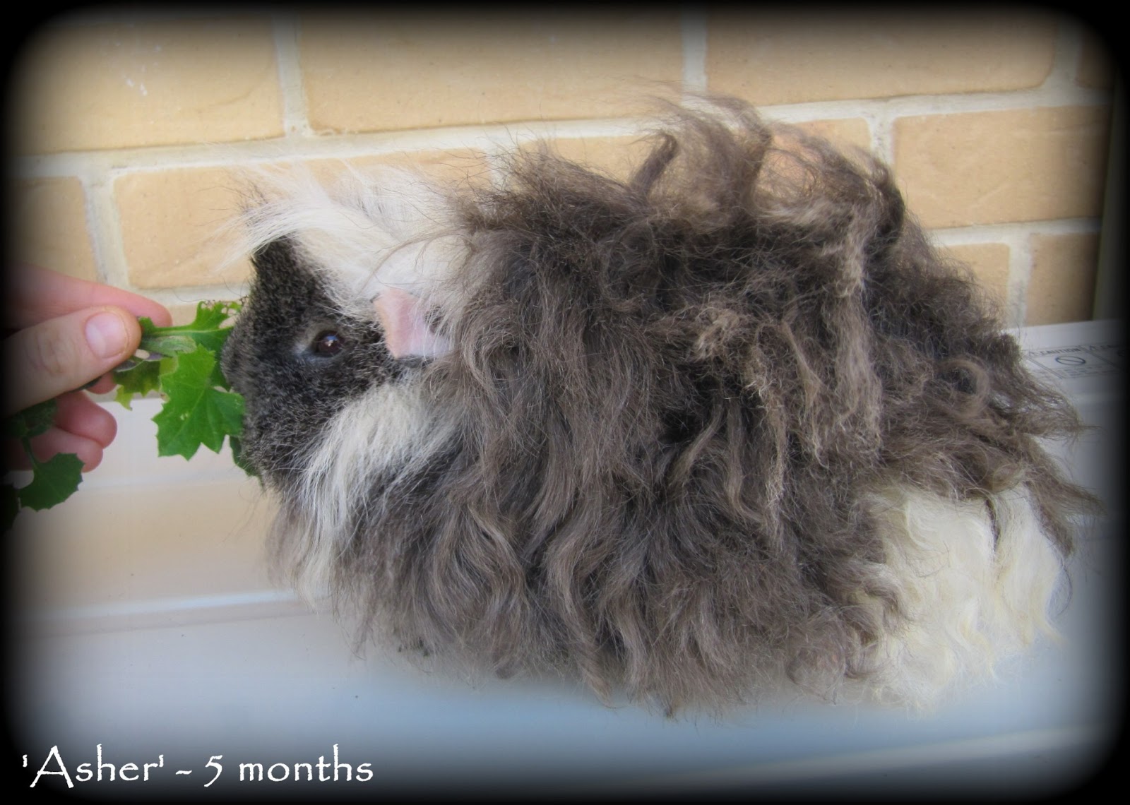 All Things Guinea Pig: 2013 Nursery