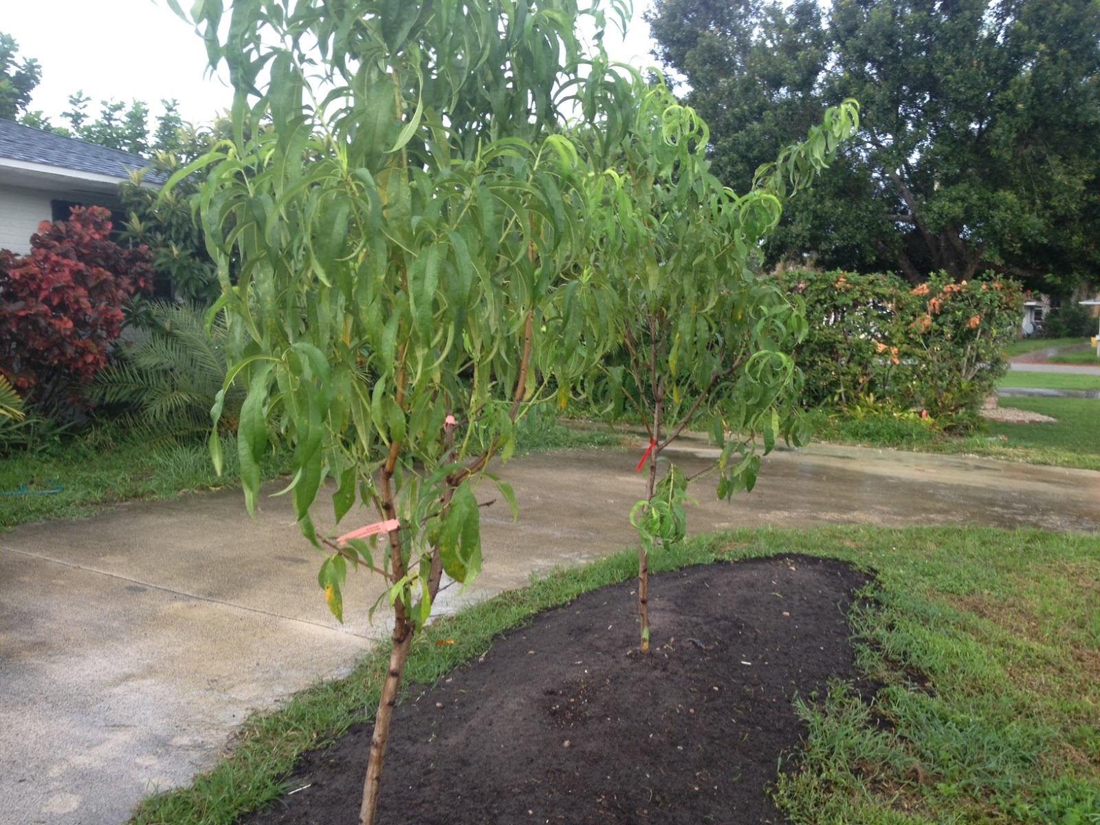 Gardens Of Casa Del Wray: Tropic Snow Peaches