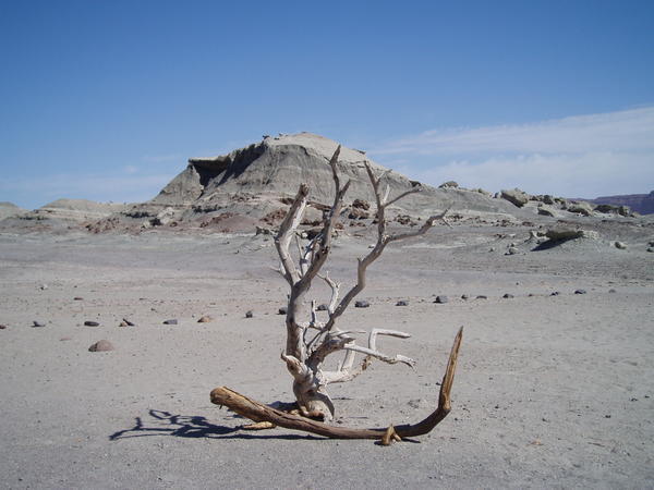 It’s Official | Asexual Reproduction