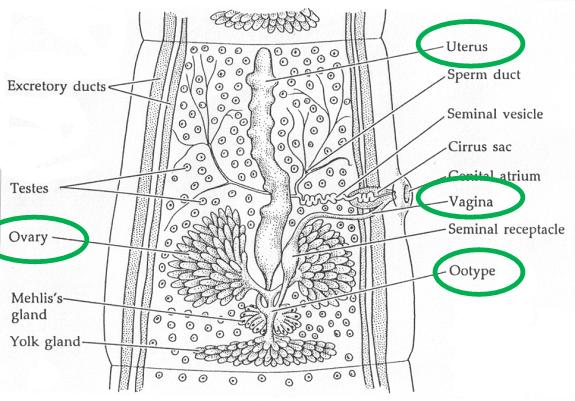 Platyhelminthes: Class Cestoda