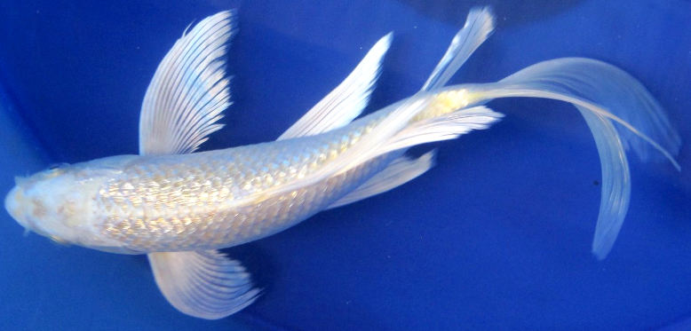 Jenis Ikan Koi Slayer dan Ciri-cirinya - Tentang Ikan