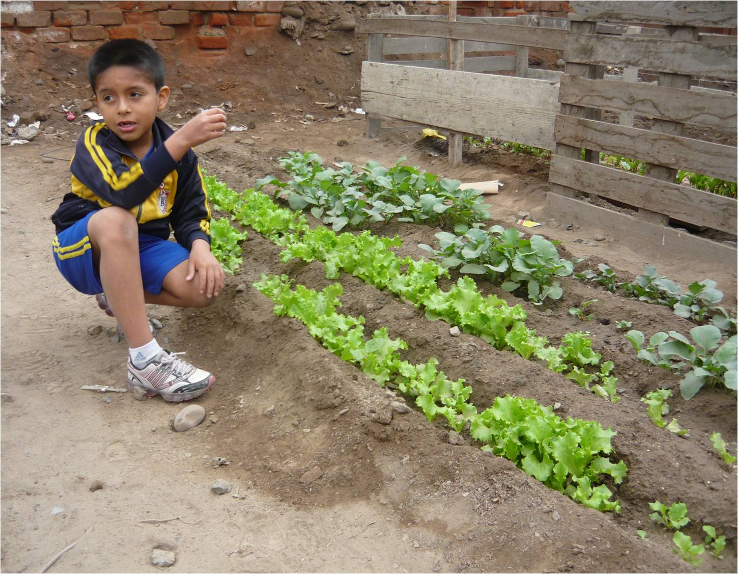 ALTERNATIVA ECOLÓGICA: EL BIOHUERTO