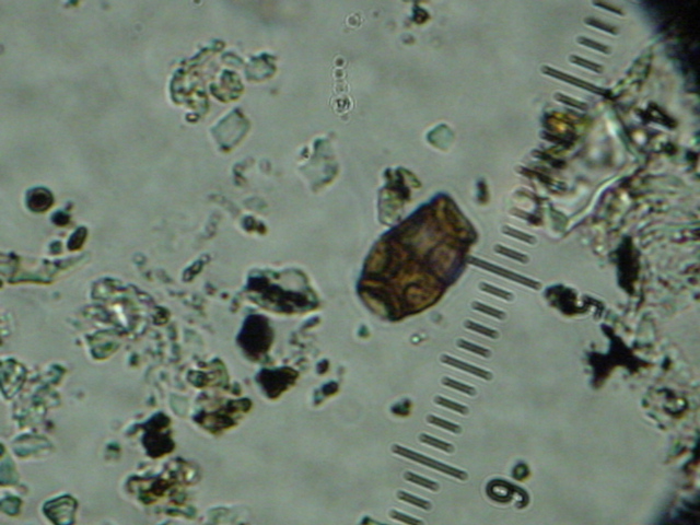 Sustainable Mycology: Pithomyces spp.