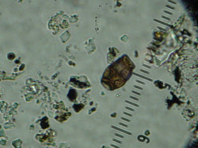 Sustainable Mycology: Pithomyces spp.