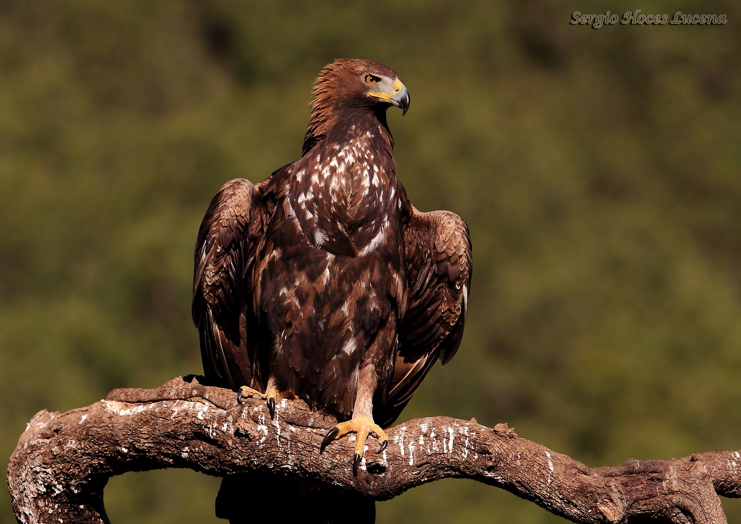 Viajes, Salidas, Naturaleza, (Fotografía).: Águila Real (Aquila ...