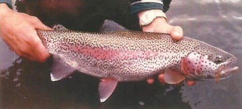 Fly Fishing with Doug Stewart: How to Identify a Wild Fish!