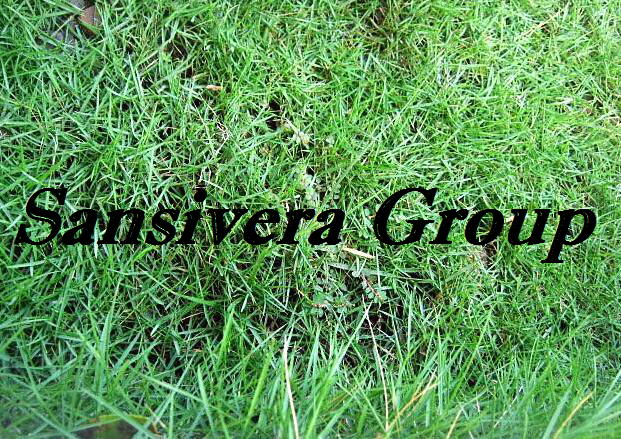 Jual Rumput Taman | Gajah mini, Golf, Swiss, Jepang, Paitan, Biji ...