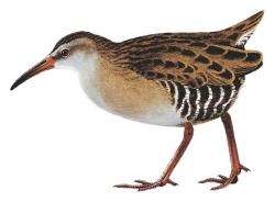 Tierra de polluelas, rascones, grullas: Rascón acuático (Rallus indicus)