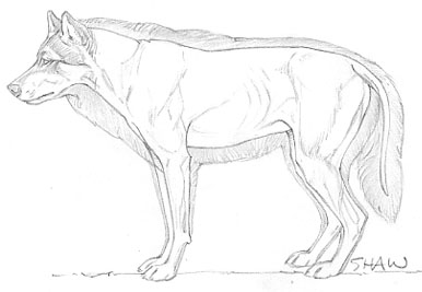 Master Project: Werewolf Anatomy