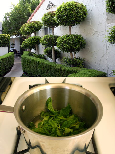 Baking Bird Test Kitchen: Summer Spa Popsicles!