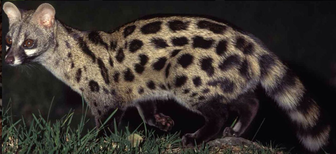 Read Here: : ENDANGERED SPECIES IN NEPAL