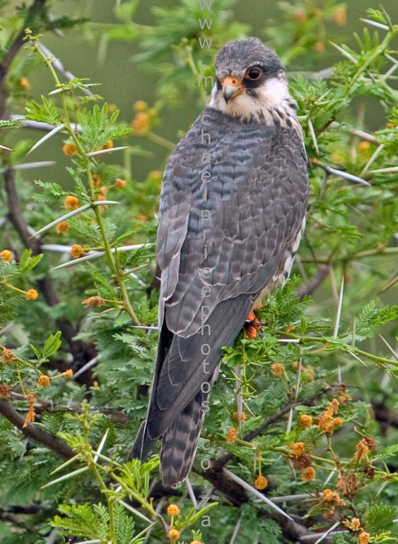 Five Star Lodge in the Addo Elephant National Park: Eastern Red ...