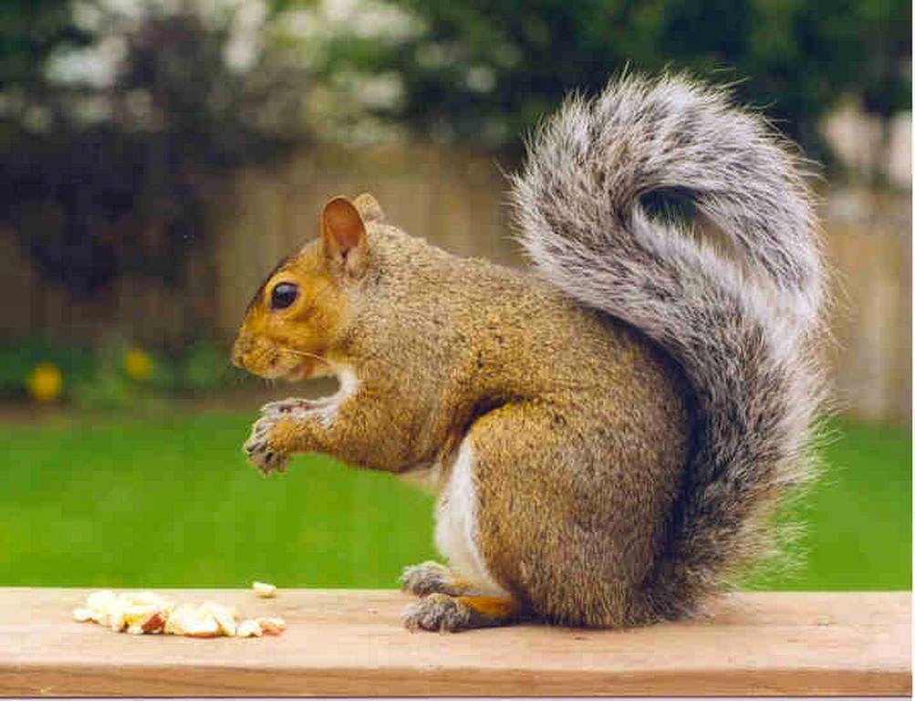 Fotos De Ardillas Graciosas