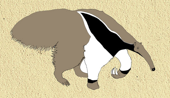 The Online Anteater