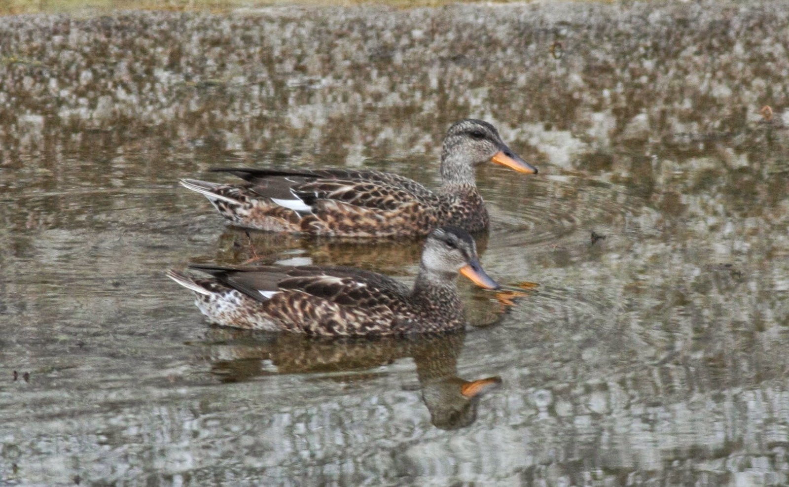 La Palma Birds: Gadwall