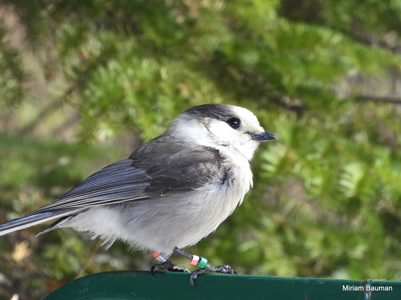 Grey Jay (Mésangeai du Canada) in Algonquin Provincial Park - Travels ...
