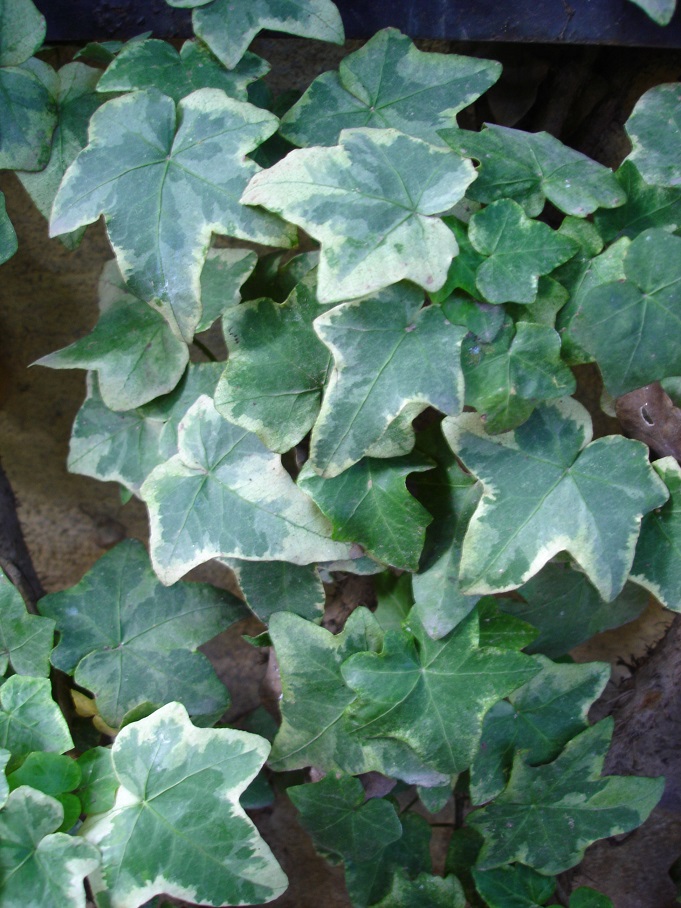 Flora ornamental Valenciana: Algunas variedades de hiedra (Hedera L ...