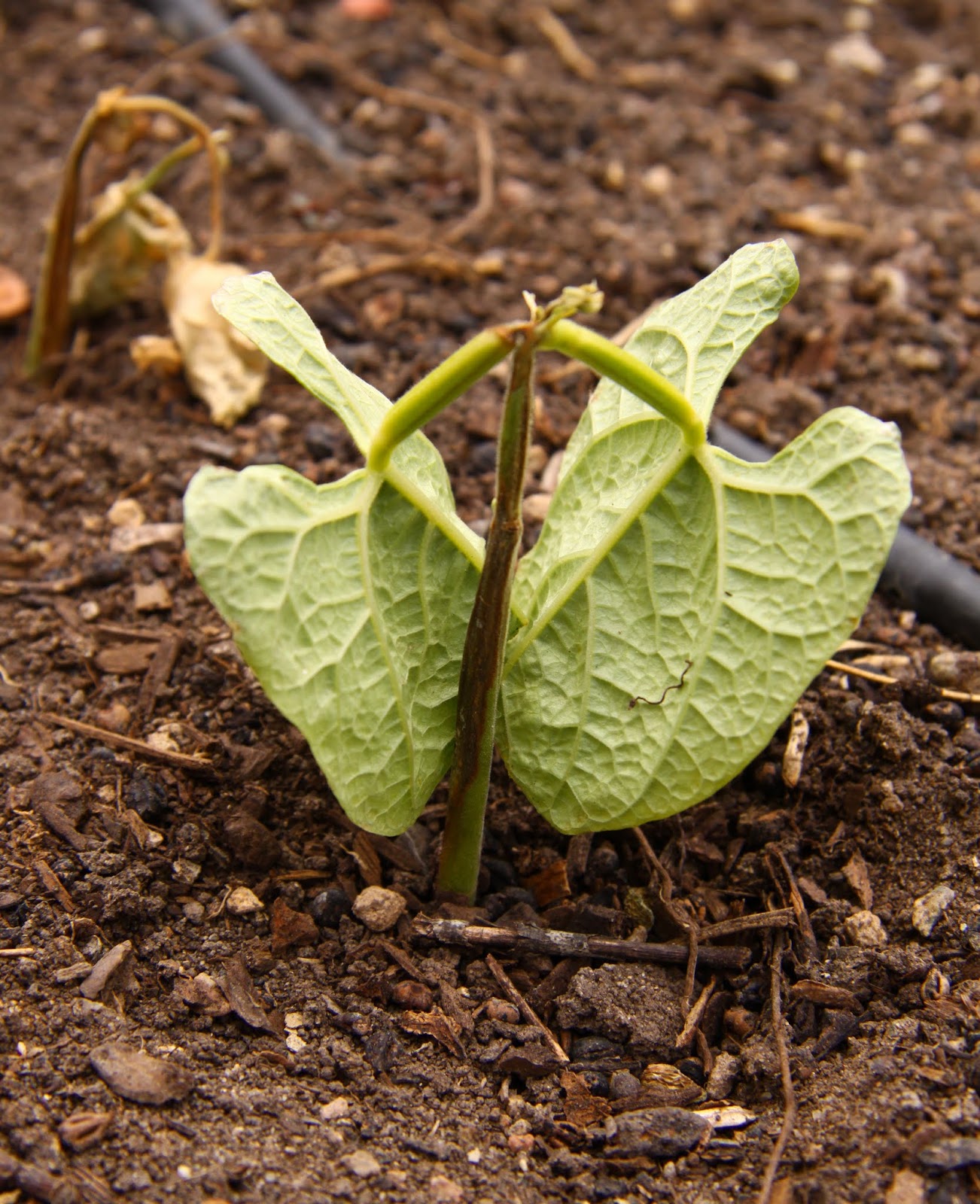 From Seed To Table: Damping Off Disease in the Bean Patch