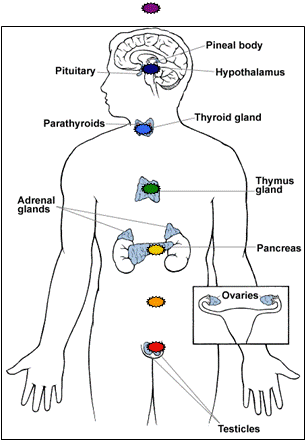 Endocrine System Coloring Worksheet Sketch Coloring Page