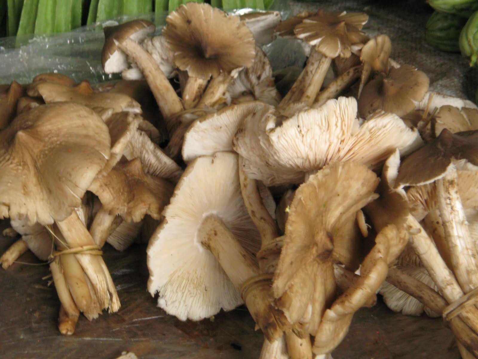 bucaio: Uong na Pungol