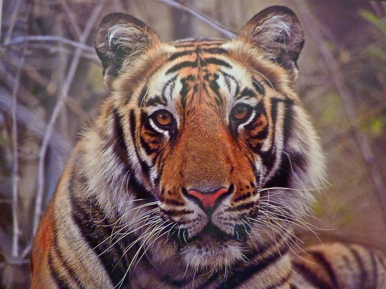 HUGH MILES - WILDLIFE ADVENTURES: TIGER TENSION