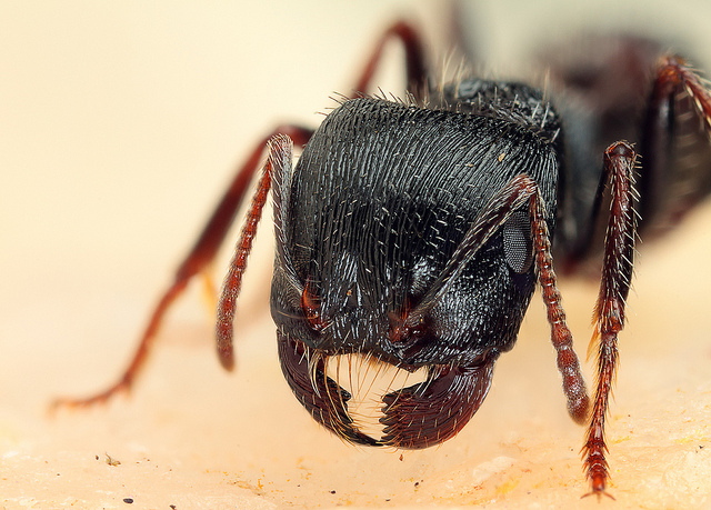 Nature and Science from ALB: The Ants with Three Sexes