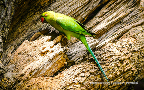Vaibhav Panchal Photography: Indian parrot