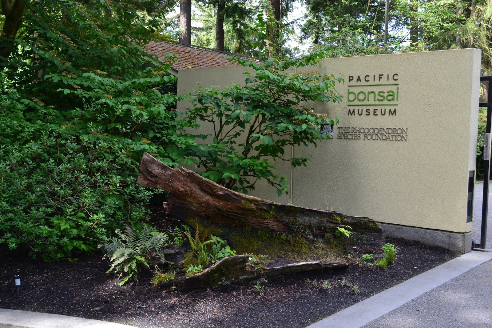 Linda Letters:: The Pacific Bonsai Museum