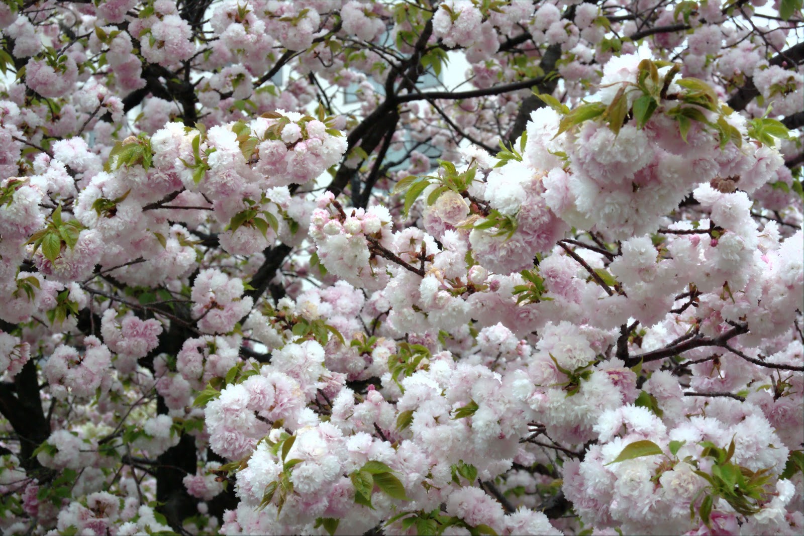 Domo World Japan Tour: Osakan linna