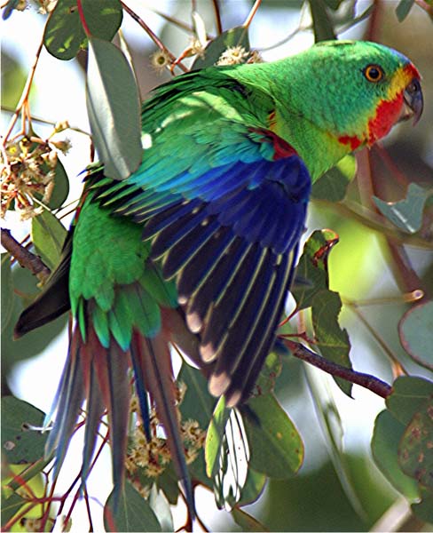 North Coast Voices: Be a hero - save an endangered Swift Parrot family ...