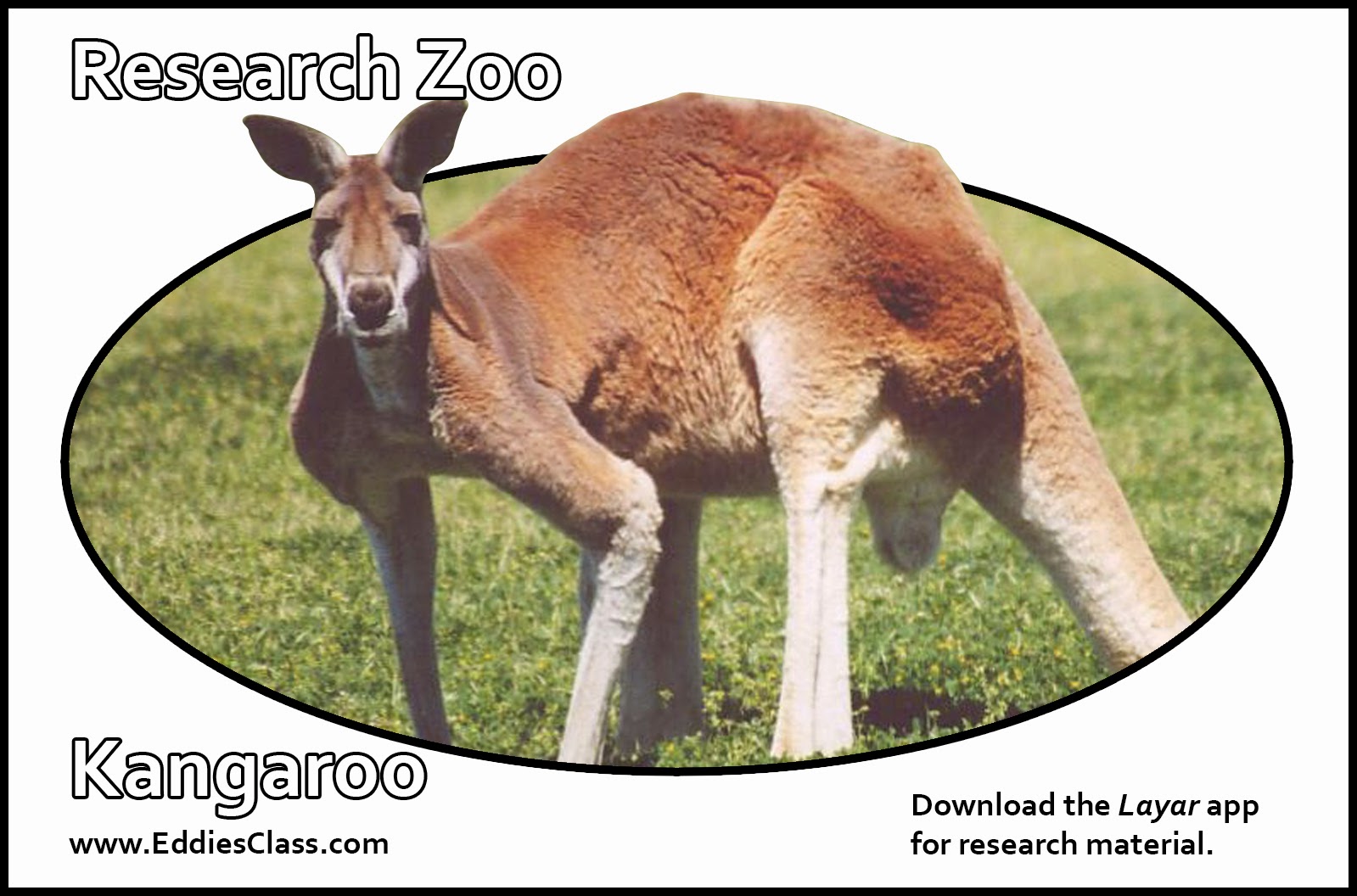 Eddie's Class: All About Kangaroos!