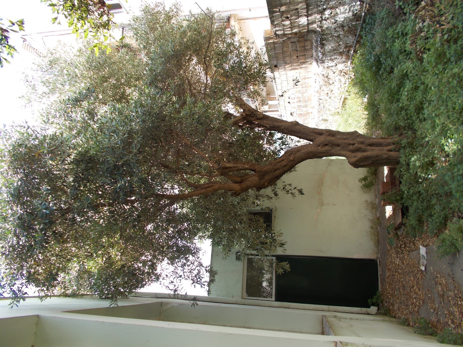 ΣΧΟΛΙΚΟΙ ΛΑΧΑΝΟΚΗΠΟΙ : ΟΙ ΚΗΠΟΙ ΤΩΝ ΣΧΟΛΕΙΩΝ ΤΗΣ Δ/ΣΗΣ Β/ΘΜΙΑΣ ΕΚΠ/ΣΗΣ ...