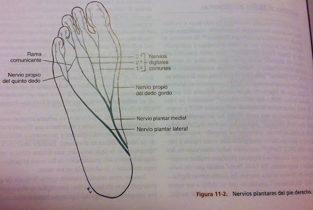 NEUROMA DE MORTON. TEORIAS DE ORIGEN Y TRATAMIENTO