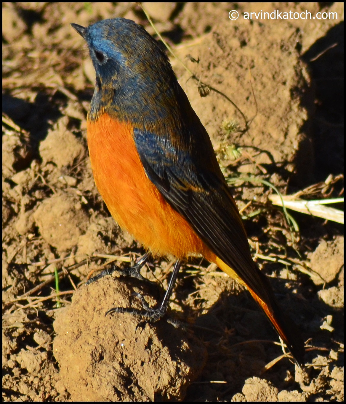 Blue-fronted Redstart Pictures and Detail (Phoenicurus frontalis)