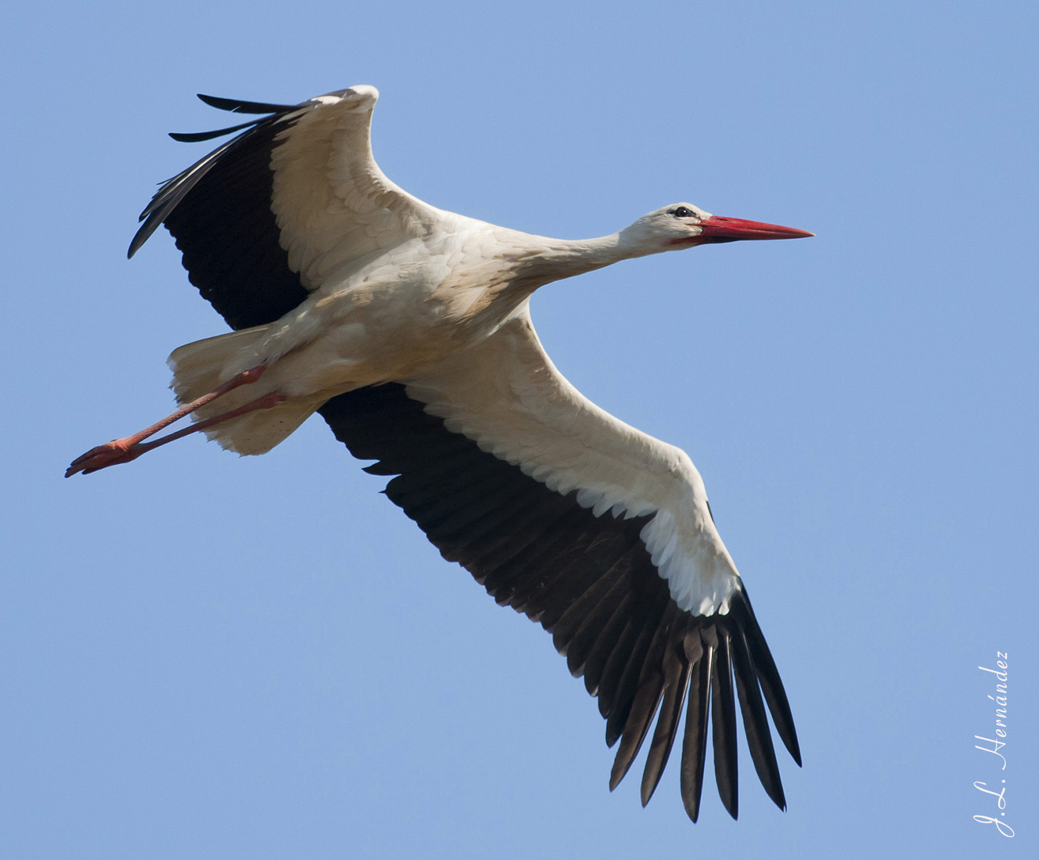 HEGAZTIKLIK: CIGÜEÑA BLANCA (Ciconia ciconia)