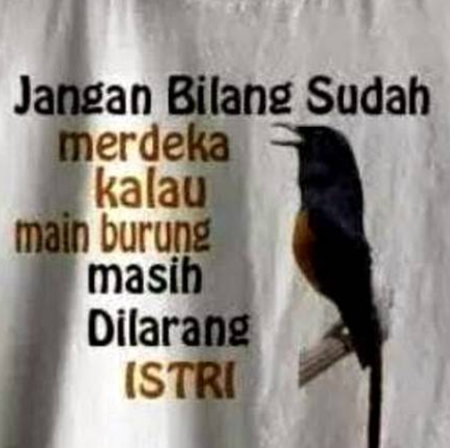 Kumpulan Meme Burung Lucu Sebagai Penghibur Di Kolom Komentar - Aero Jihan