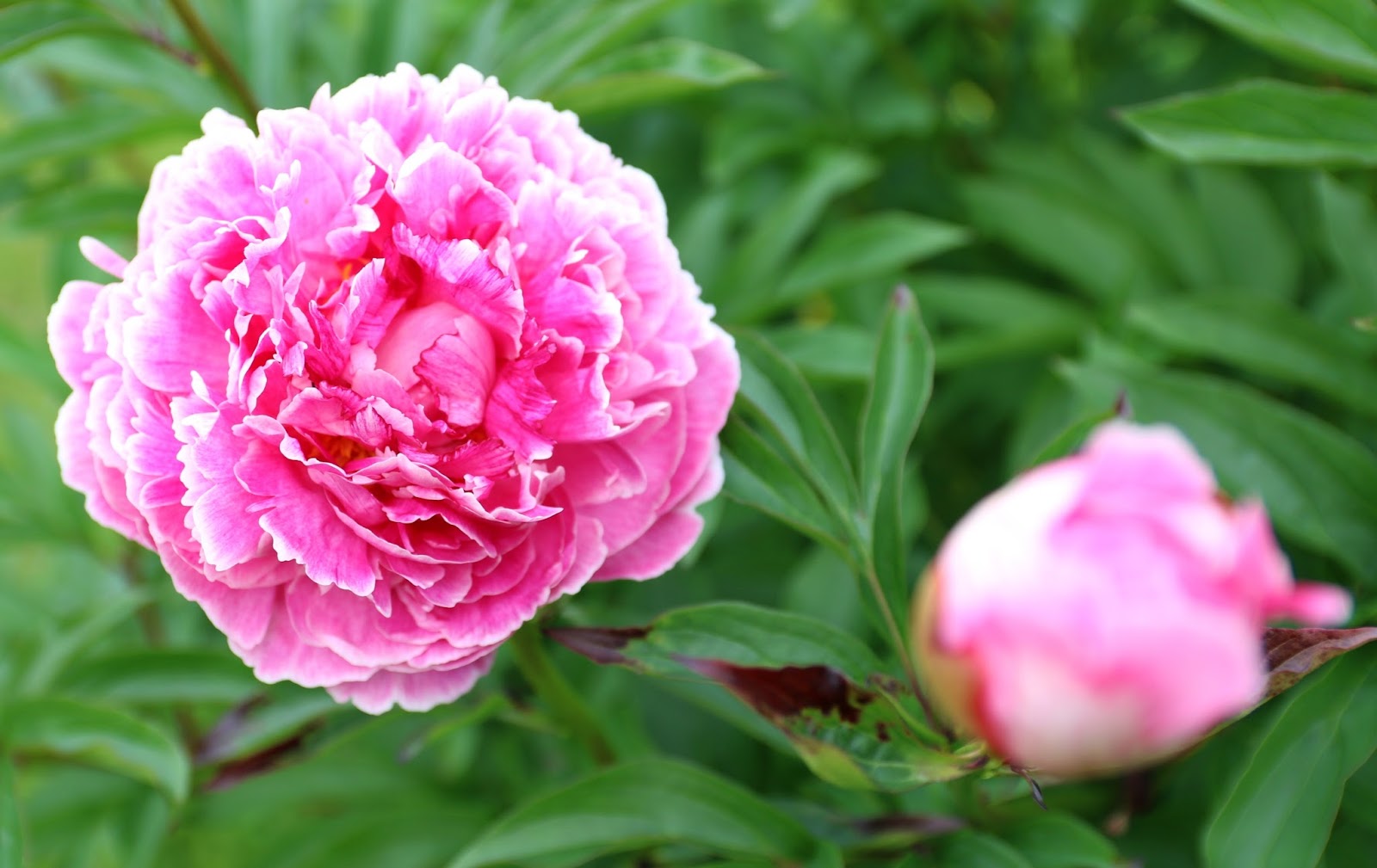 ruusumäki: Ruusumäen pionit