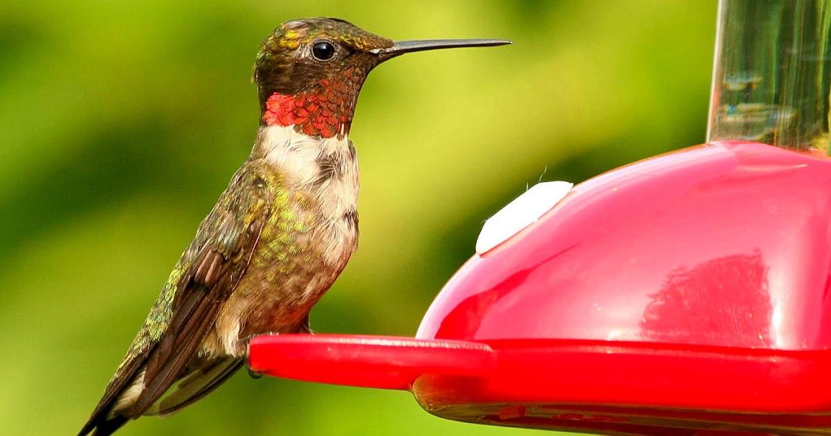 Birding Is Fun!: Hummingbird Delight