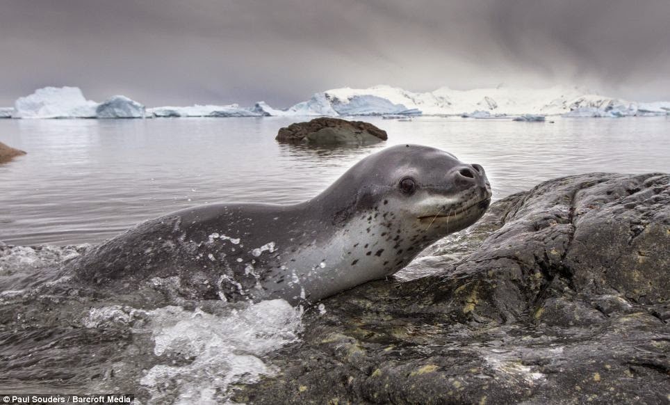 Leopard Seals : The Penguin Slapper | Deadly Adorable Predators