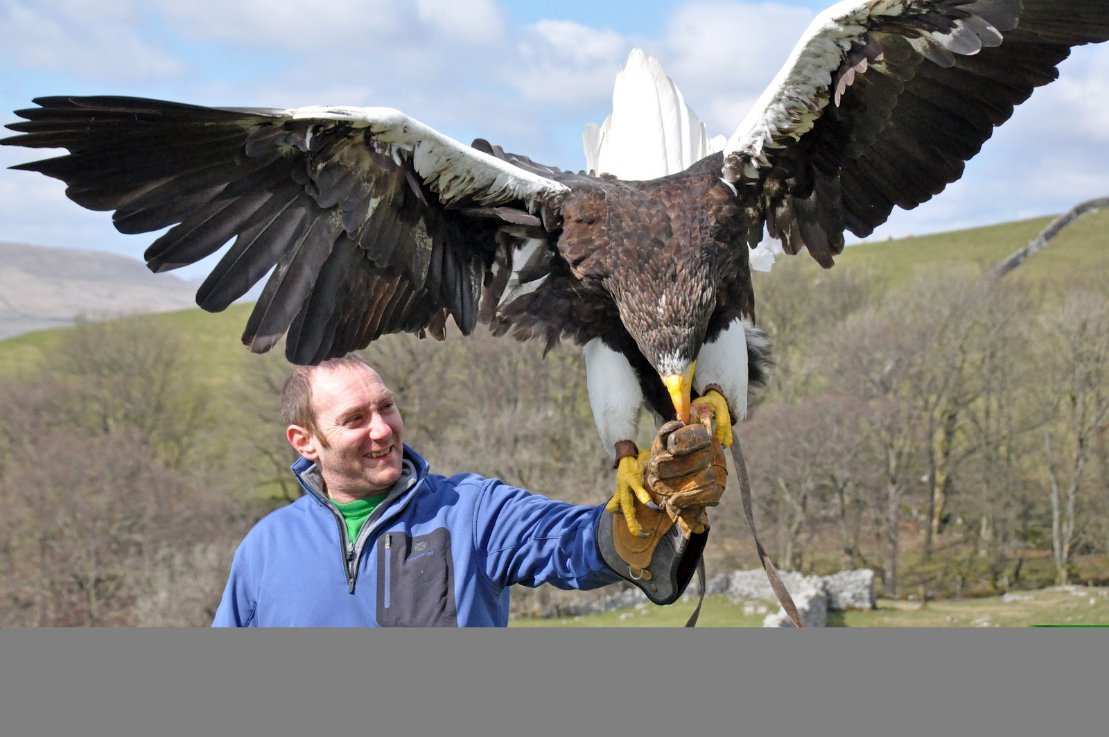 Animal Zoo Life: |Eagle pics|Pictures of eagles|Eagle pictures|Eagle ...