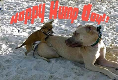 Stella's Mom: Happy Hump Day!