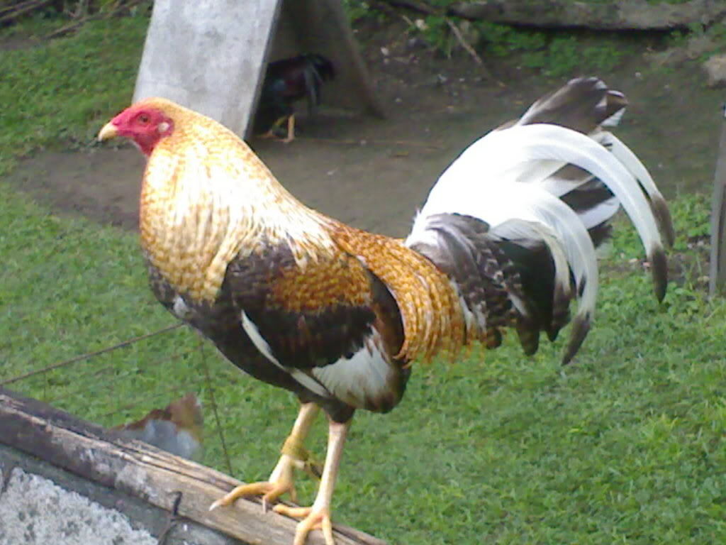 RABAI PAGES: Ngelala Bulu Manuk Part 1