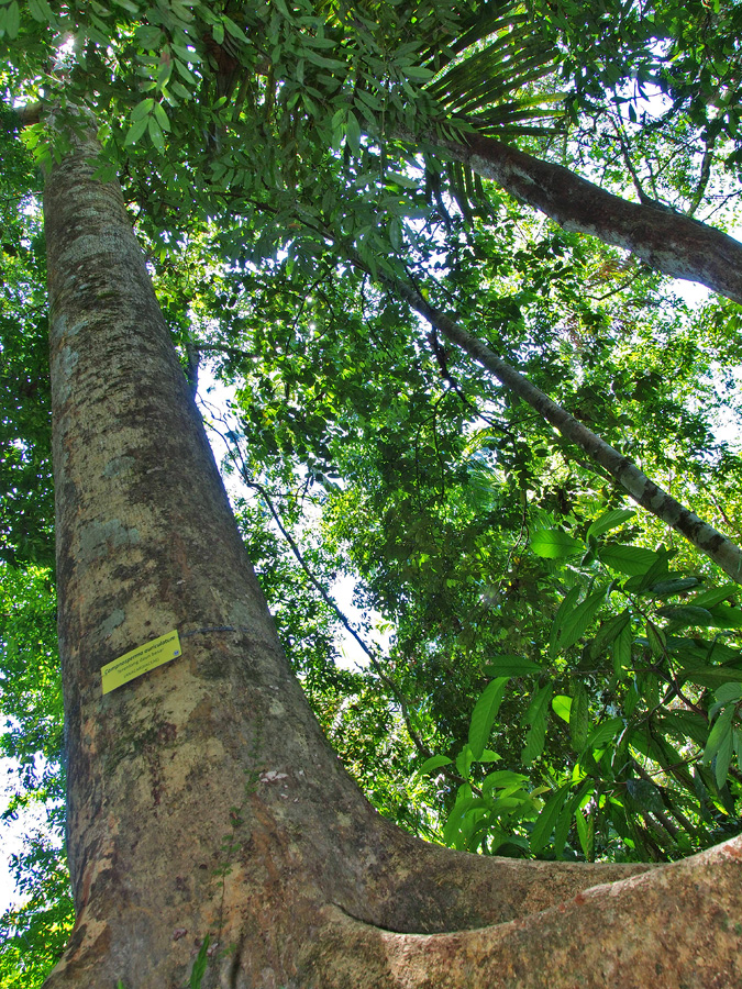 UUM Forest Treasure 1