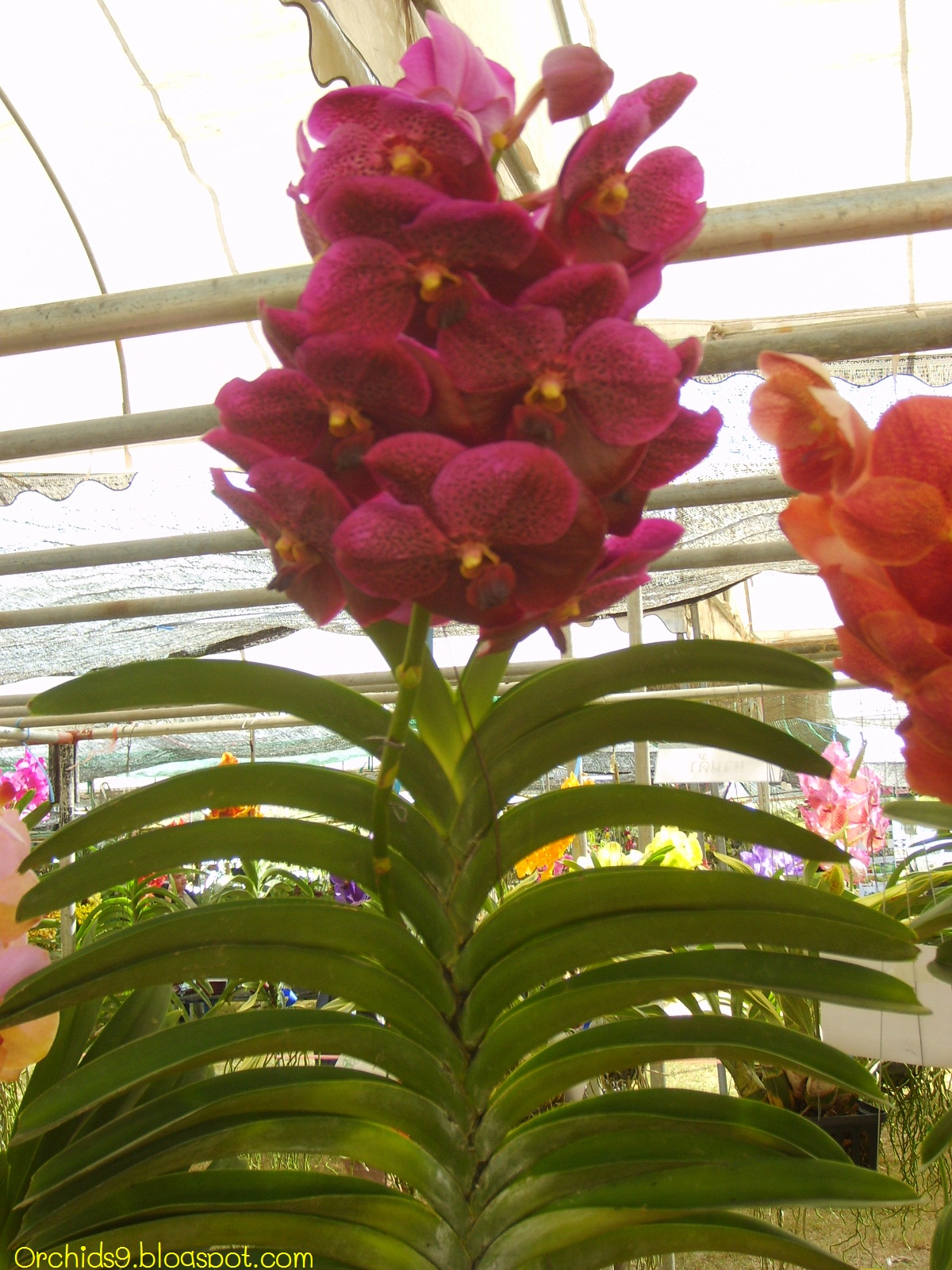 Orchids Flowers Pictures Bulbophyllum Vanda Cattleya Cymbidium ...