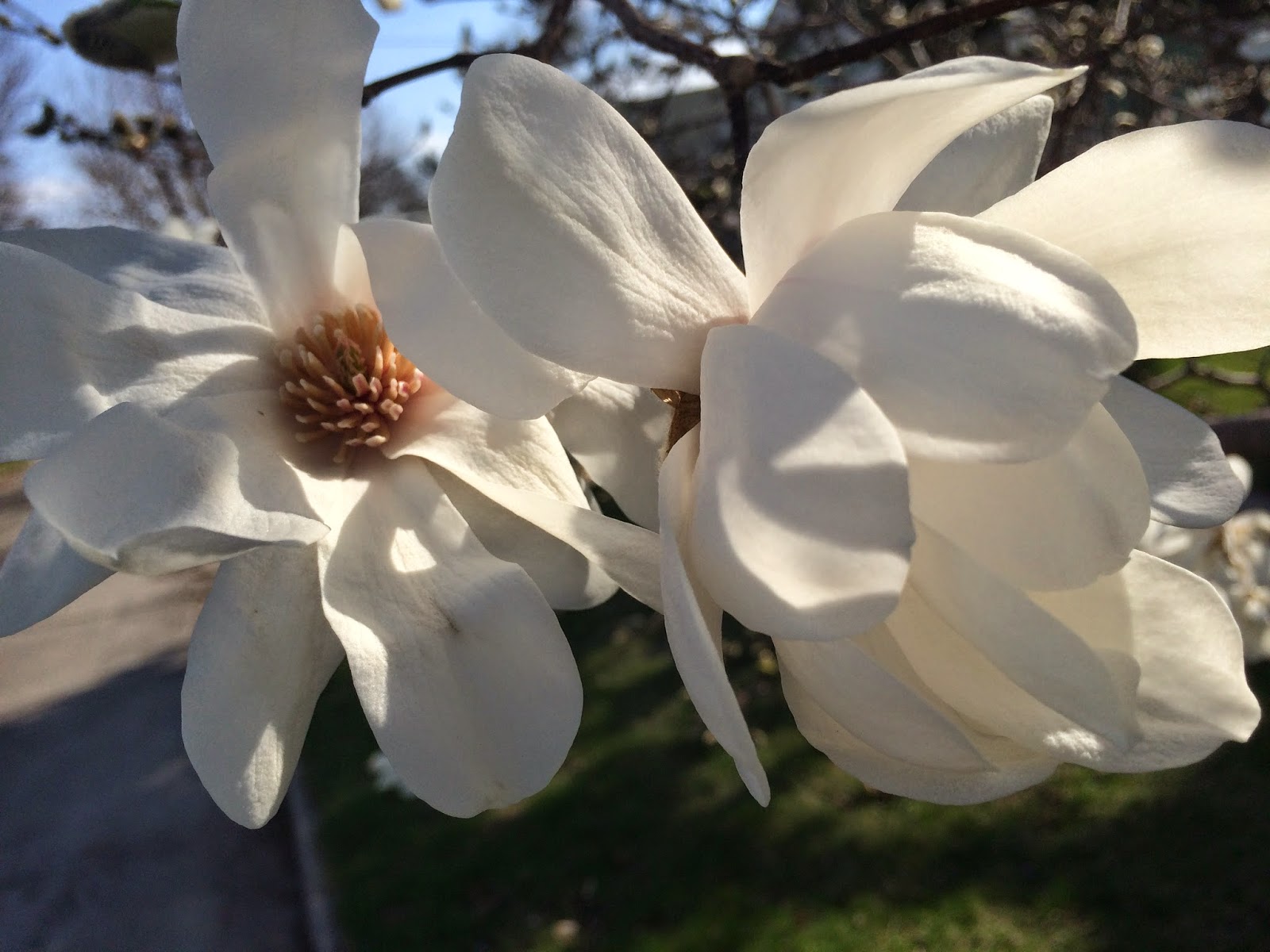 Calamitous Botanicus : Flowers Bloom & Burt Gets to Work