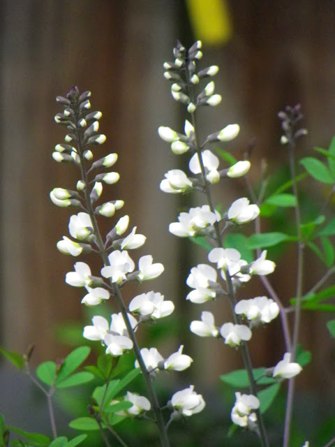 Native in the City: Wild indigo, White (Baptisia alba)