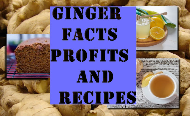 Ginger - Facts ,Profits And recipes - How Tutorials