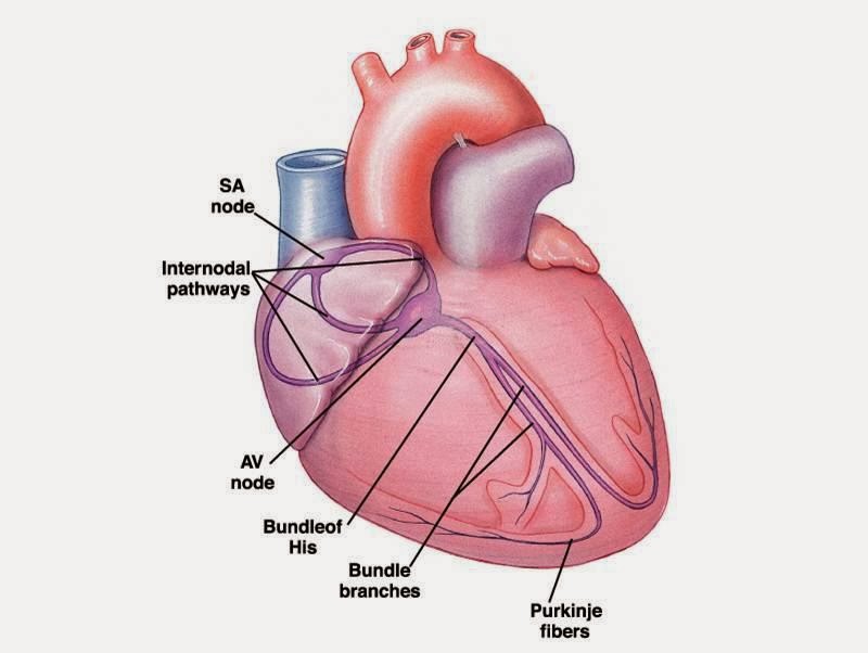 Sams Blog: The Heart
